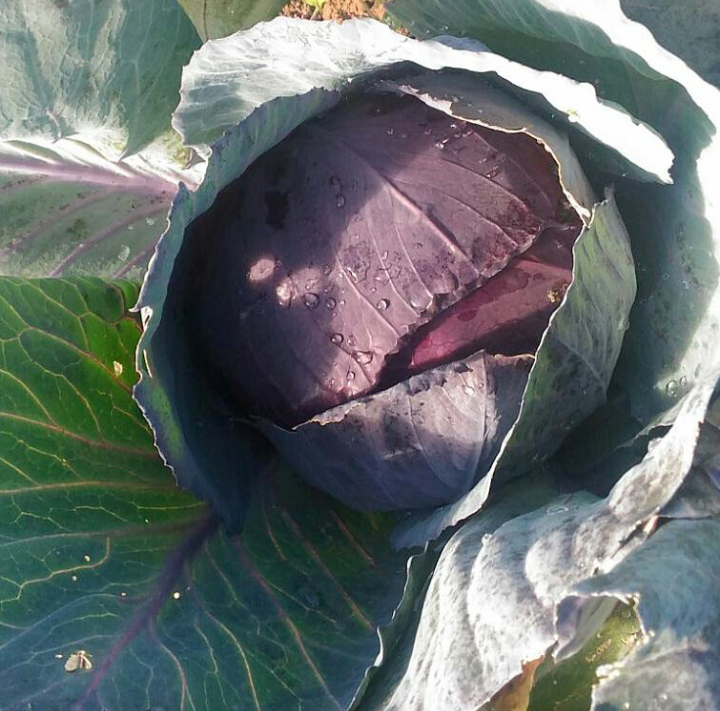 Ortonatura – Dalla terra alla tavola, naturalmente